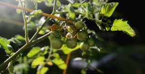 Growbot - Robot Taman Pintar Yang Dapat Membuat Tanaman Organik Tumbuh ...